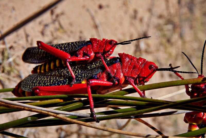 Common milkweed locust stock image. Image of outdoors - 17689627