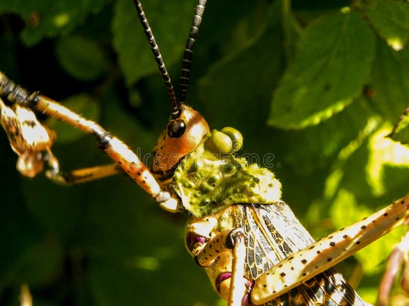 Common Milkweed Locust stock image. Image of africa, grasshoppers ...