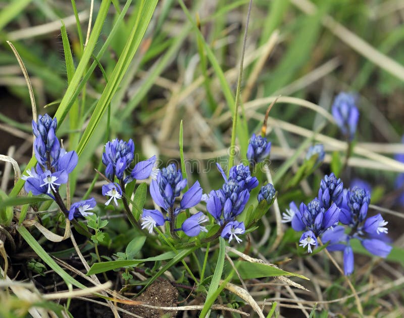 Common Milkwort stock photo. Image of milkwort, flora - 69994334