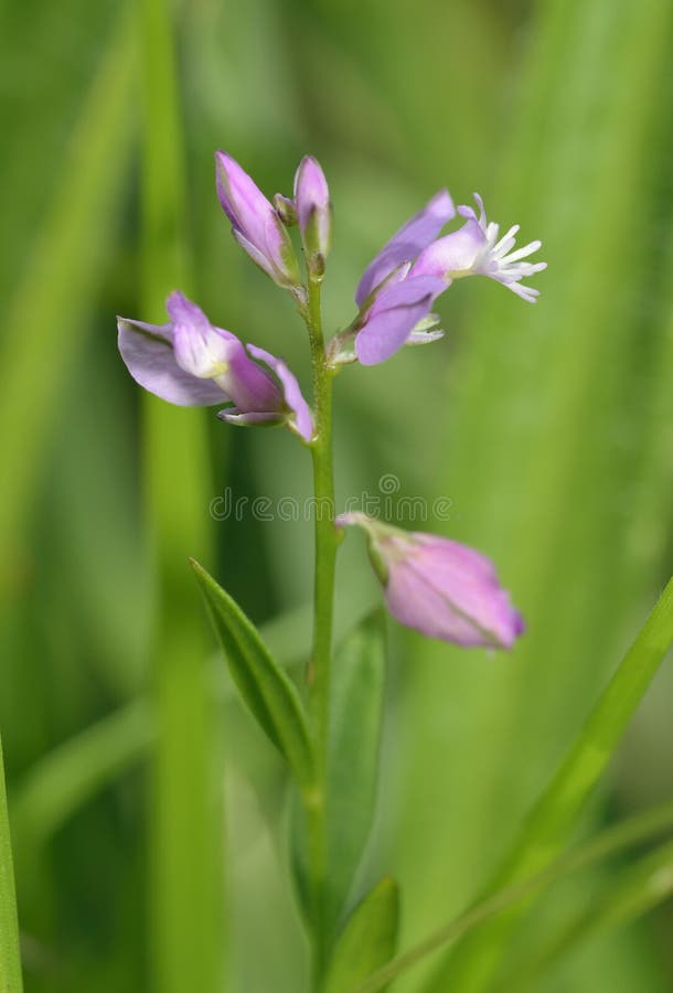 Common Milkwort stock photo. Image of wildflower, spring - 100703692