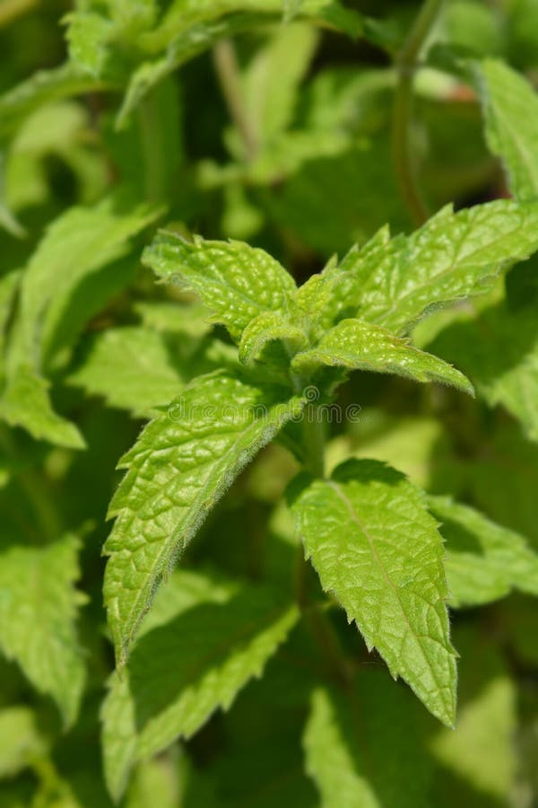 Common mint stock photo. Image of common, spicata, garden - 179176350