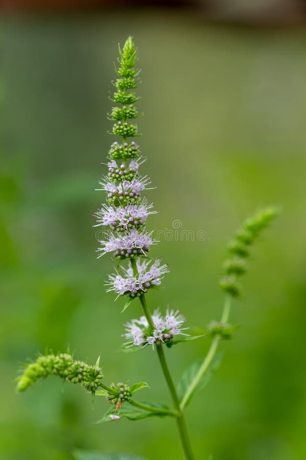 Common mint mentha spicata stock image. Image of closeup - 198530787