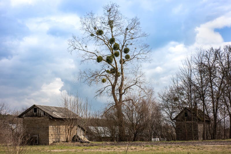 Common Mistletoe Growing on a Tree in Early Spring Stock Image - Image ...