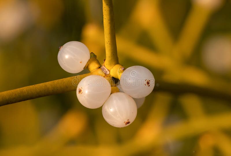 Common Mistletoe Viscum Album Berries Stock Image - Image of album ...