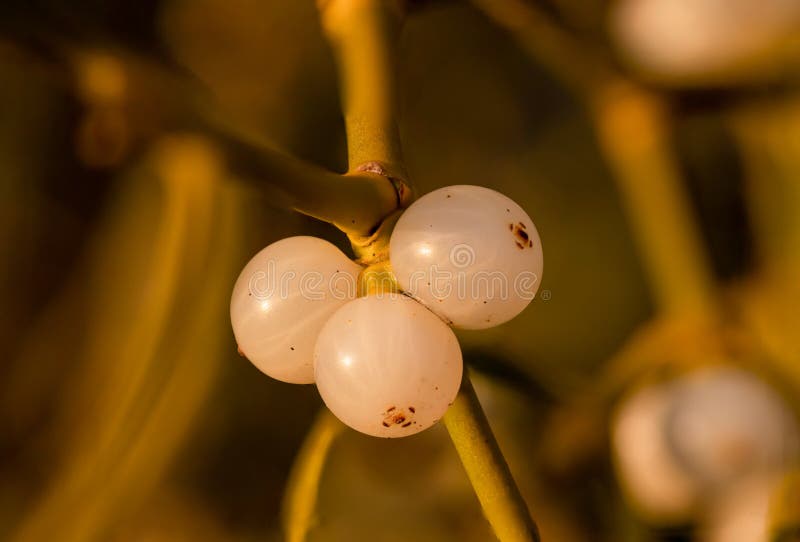 Common Mistletoe Viscum Album Berries Stock Image - Image of berries ...