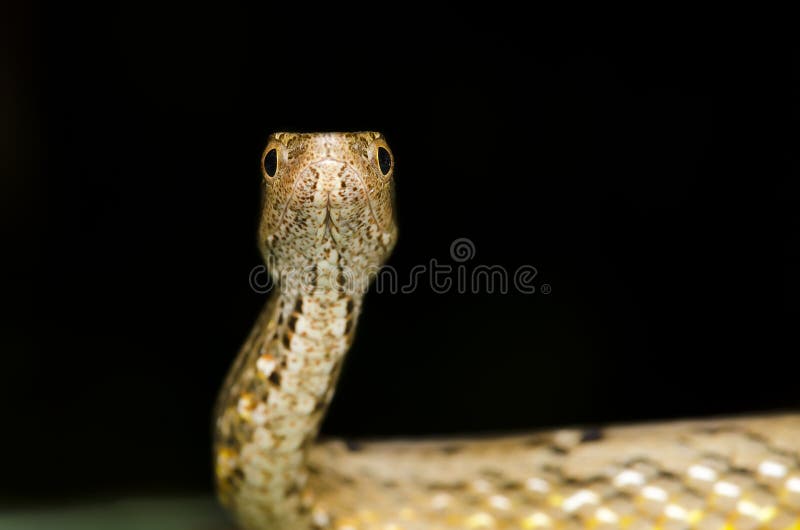 Common Mock Viper or Psammodynastes Pulverulentus, Beautiful Gray Snake ...
