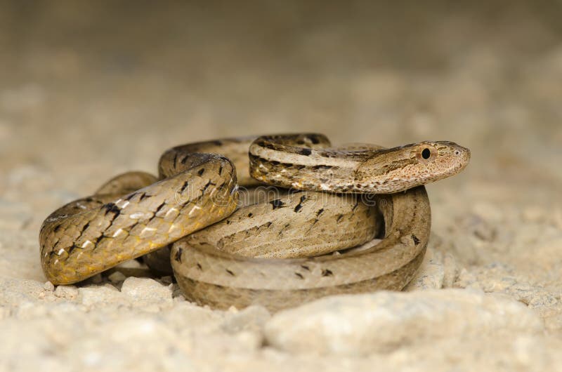 Common Mock Viper Psammodynastes Pulverulentus Stock Photo - Image of ...