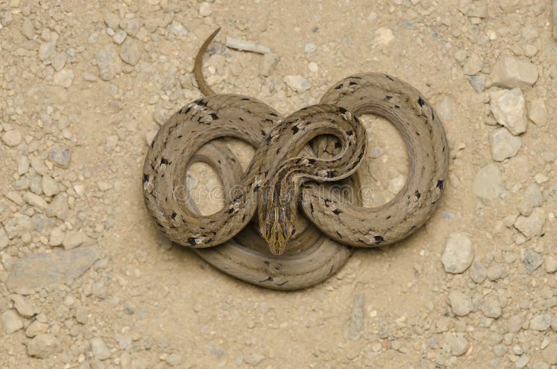 Common Mock Viper or Psammodynastes Pulverulentus, Beautiful Gray Snake ...