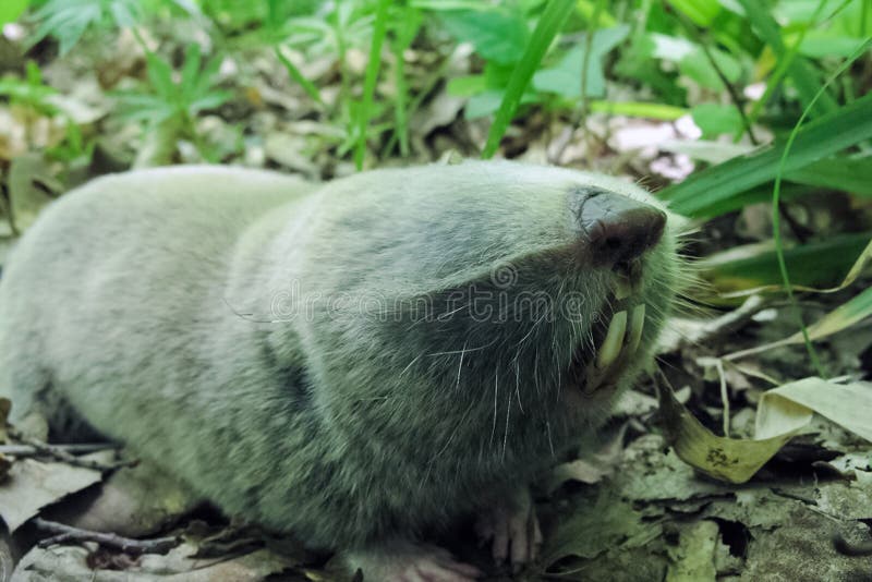 Common Mole Rat, Underground Rodent, Underground Pest Stock Photo ...
