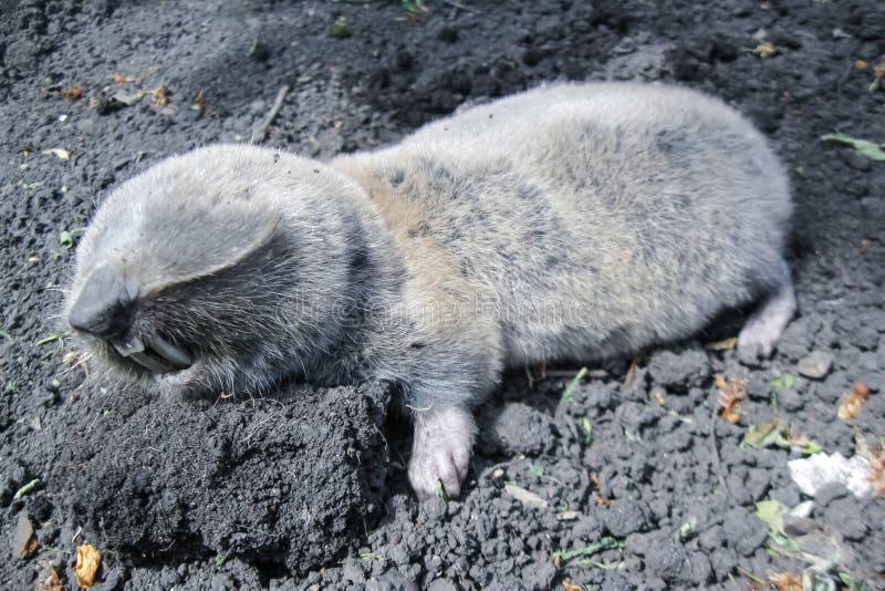 Common Mole Rat, Underground Rodent, Underground Pest Stock Photo ...