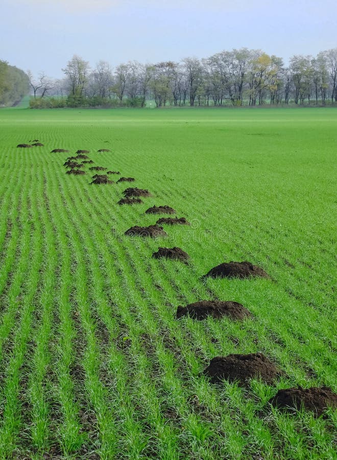 Underground Garden Pests Identification