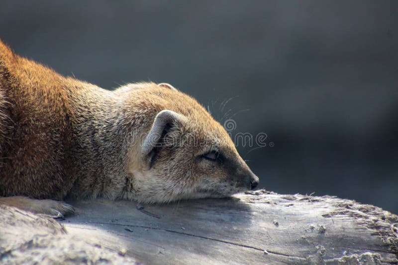 Common Mongoose Having Rest on the Log Stock Image - Image of summer ...