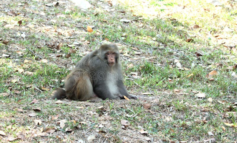 Common monkey stock image. Image of macaque, animals - 94375477