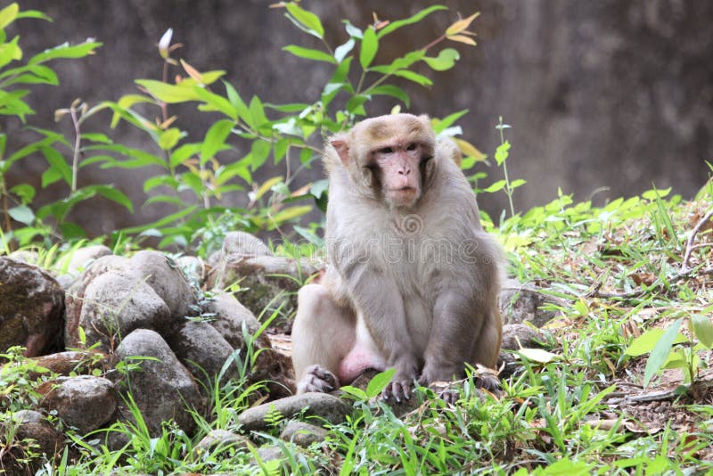Common monkey stock photo. Image of macaque, danger, animals - 94376624