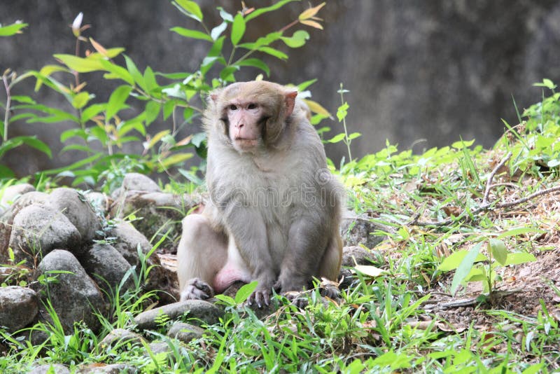 Common monkey stock image. Image of danger, common, zoological - 94376889