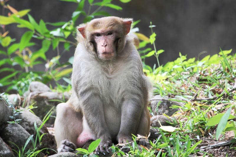 Common monkey stock photo. Image of monkey, perched, animals - 94378774