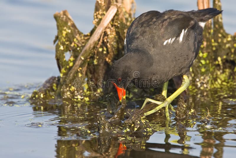 Common Moorhen stock photo. Image of moorhen, marievale - 11288420