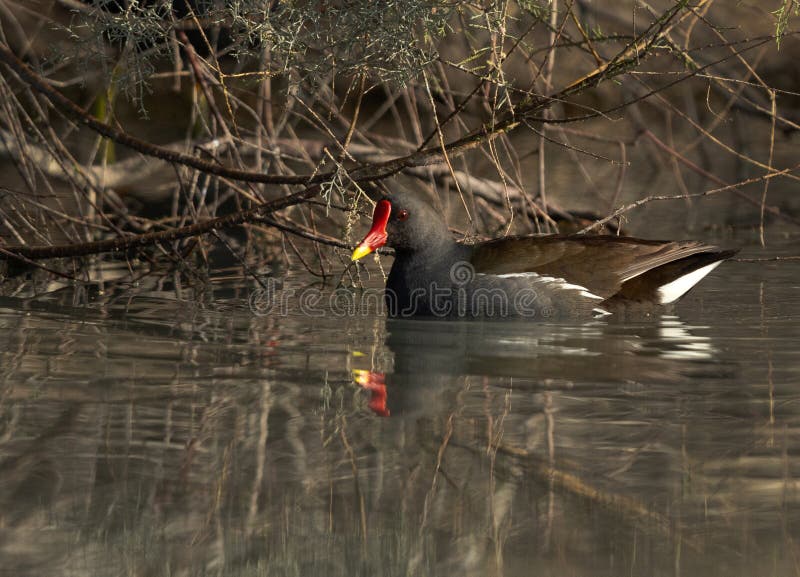 Common Moorhen at Asker Marsh Stock Image - Image of tail, aves: 330432357