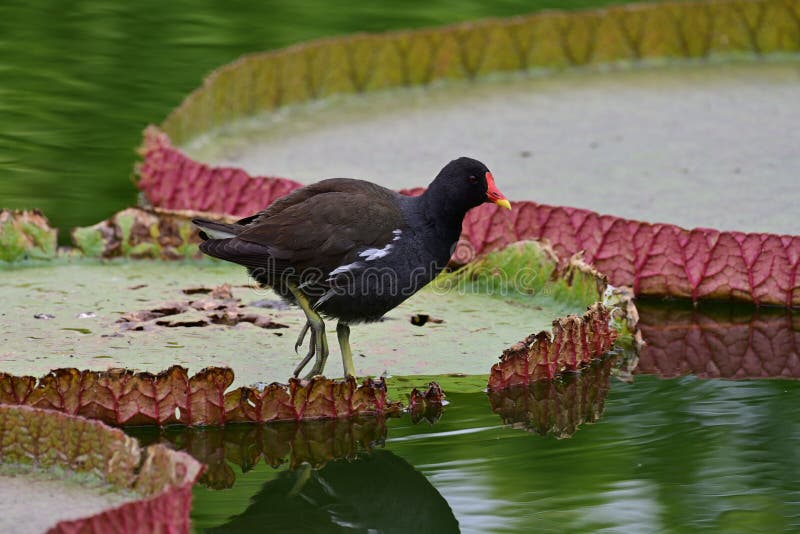 Common Moorhen Bird in the Water. Stock Image - Image of black, animal ...