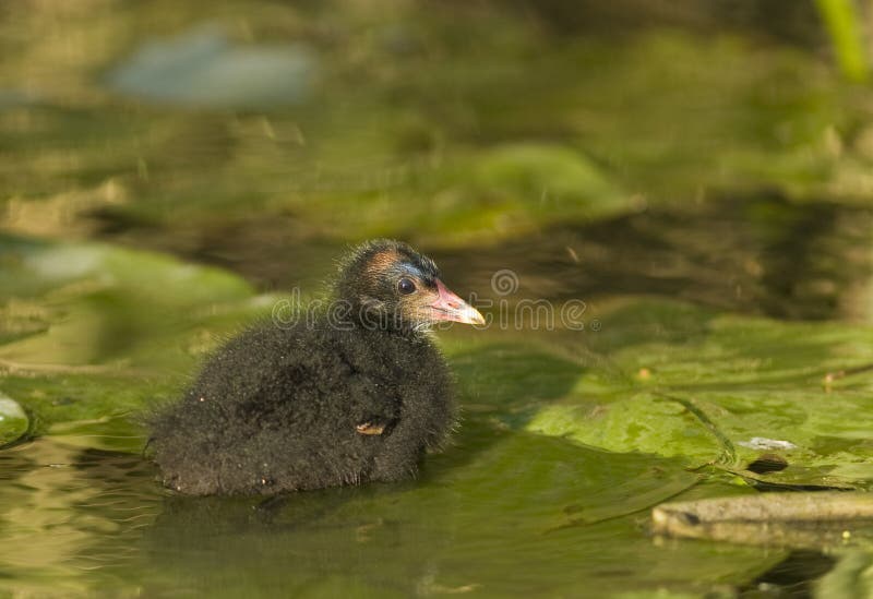 Common Moorhen Chick stock image. Image of water, birdwatching - 10950689