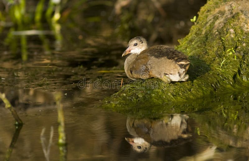 Common Moorhen Chick stock photo. Image of water, moorhen - 10950706