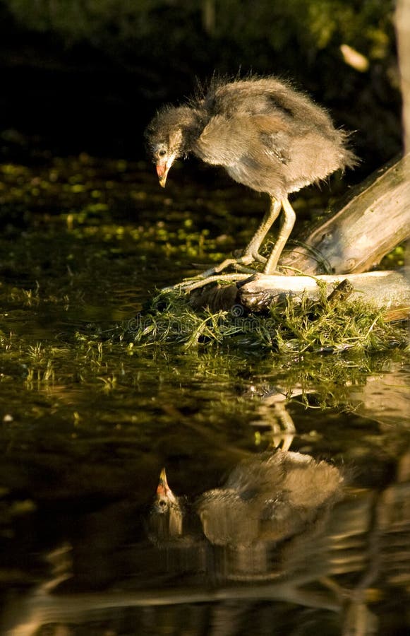 Common Moorhen Chick stock image. Image of chloropus - 10950715