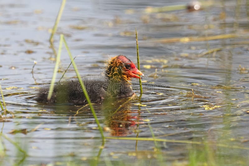 Common Moorhen Chick stock photo. Image of chick, atra - 13104134