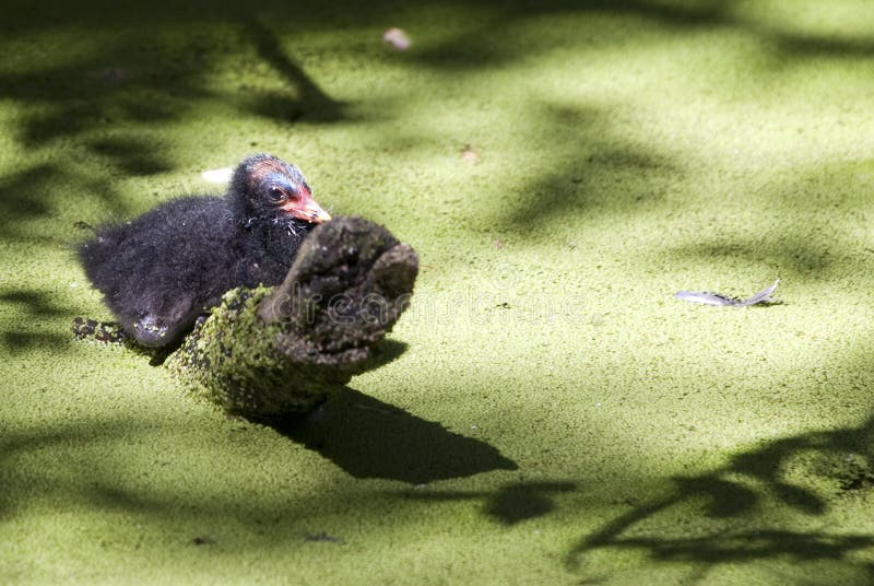 Common Moorhen Chick Alone in the Pond Stock Photo - Image of aquatic ...