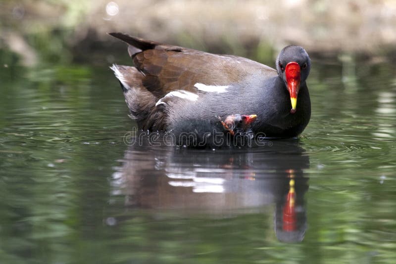 Common Moorhen with Chick in the Pond Stock Image - Image of bald ...