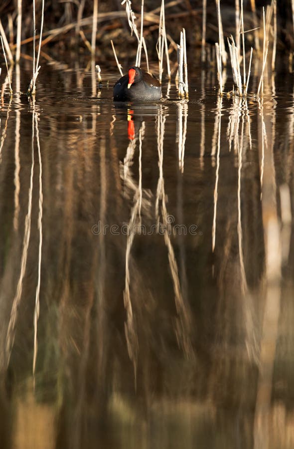 Common Moorhen and Dramatic Reflection at Asker Marsh, Bahrain Stock ...