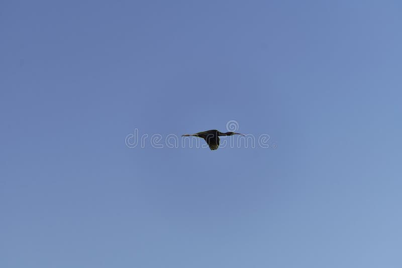 A Common Moorhen Flying in the Blue Sky Stock Image - Image of nature ...