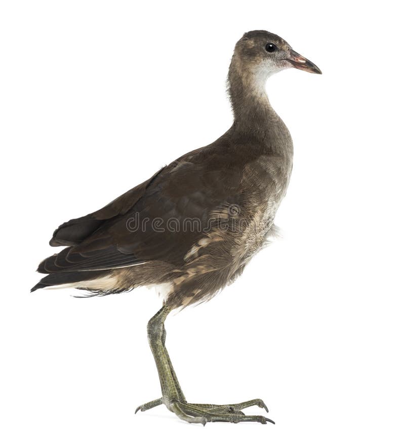 Common Moorhen Bird Water Hen Female Birds in the Lake Stock Photo ...