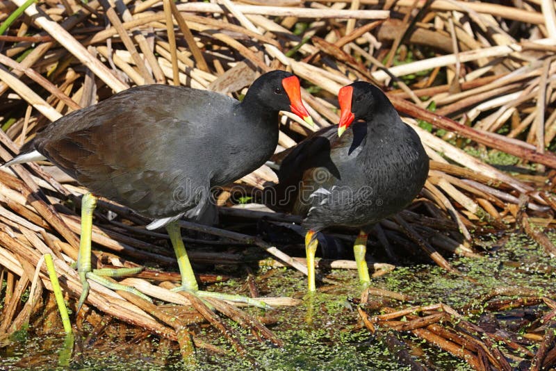 Common Moorhen (Gallinula Chloropus) Stock Image - Image of wildlife ...