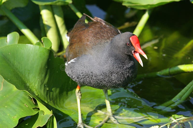 Common Moorhen Babies stock image. Image of fauna, moorhen - 31087665