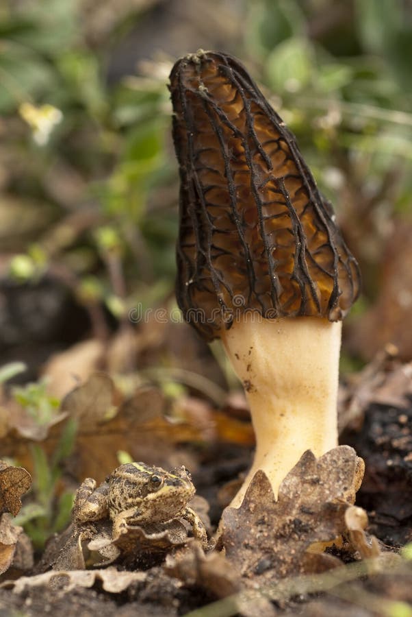Morel Mushroom. Morchella Esculenta Stock Image - Image of detail ...