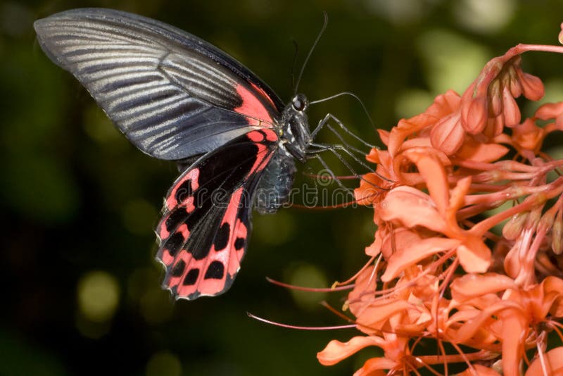 Common mormon stock photo. Image of black, butterfly - 14606892