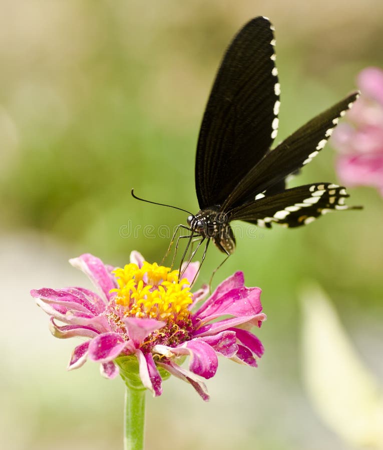 941 Common Mormon Butterfly Stock Photos - Free & Royalty-Free Stock ...