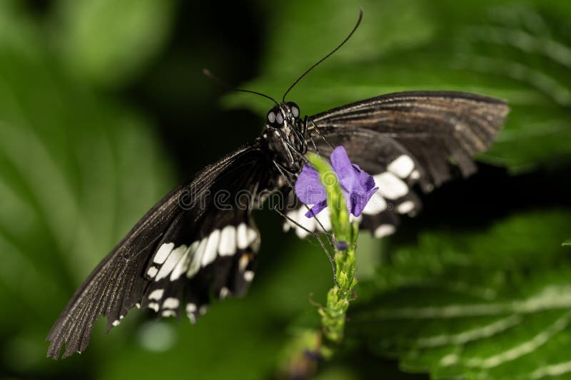 Common Mormon Butterfly stock image. Image of animals - 301724287