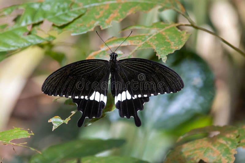 Common Mormon Butterfly, Papilio Polytes Romulus Stock Image - Image of ...
