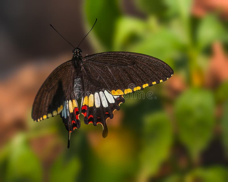 Common Mormon stock image. Image of nature, biology - 354987149