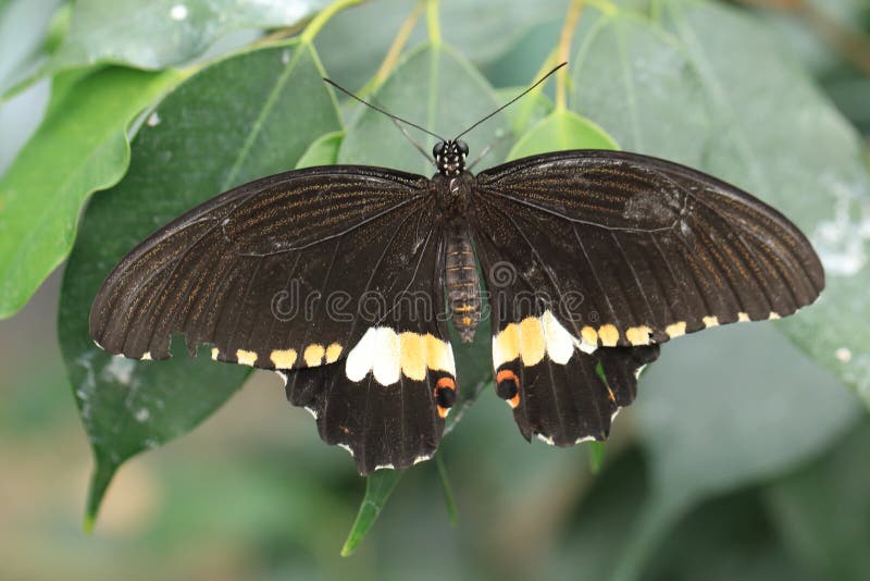 Common Mormon Female Butterfly Stock Photo - Image of female, adult ...