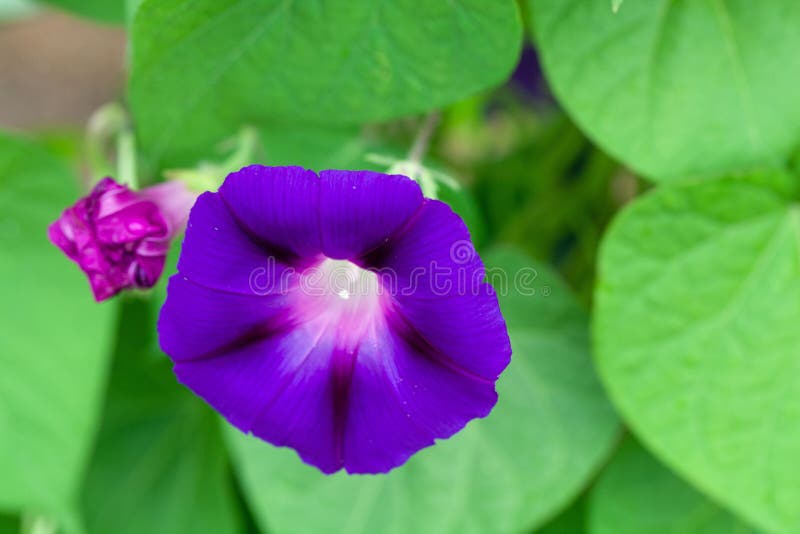 Common Morning Glory, Ipomoea Purpurea Stock Photo - Image of beautiful ...
