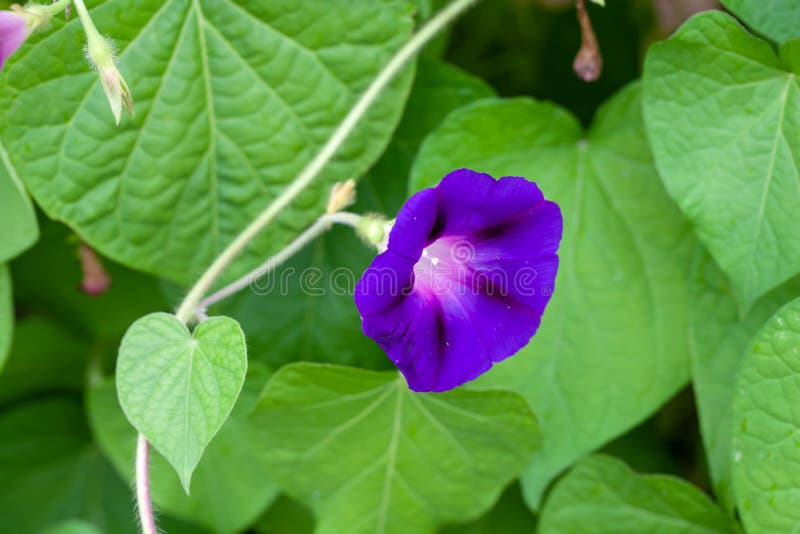 Common Morning Glory, Ipomoea Purpurea Stock Image - Image of close ...