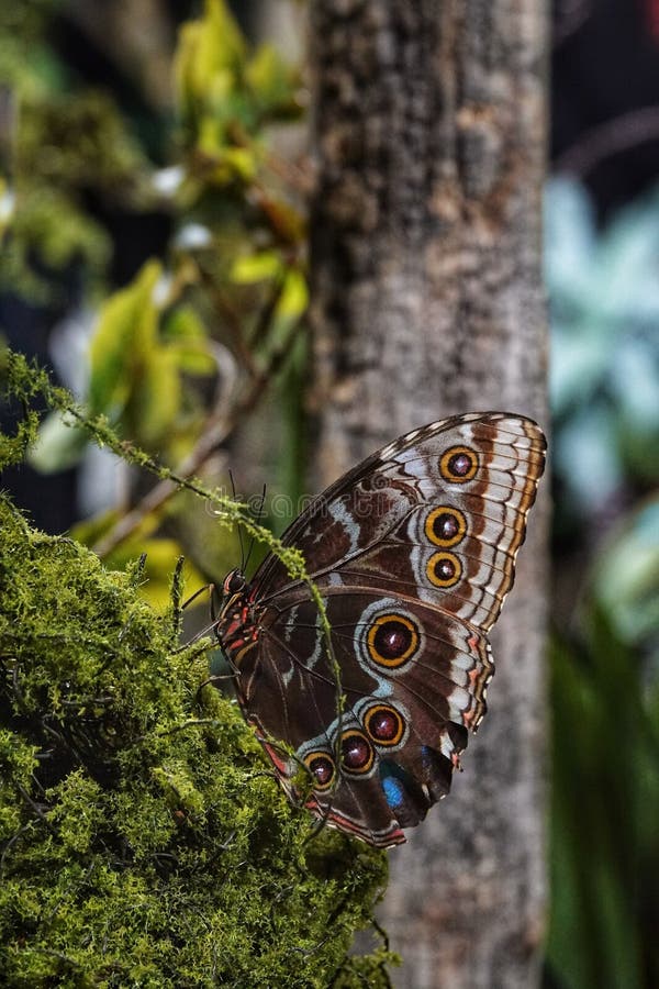 Common Morpho, Blue Morpho or the Emperor Stock Image - Image of antipa, closeup: 358471469