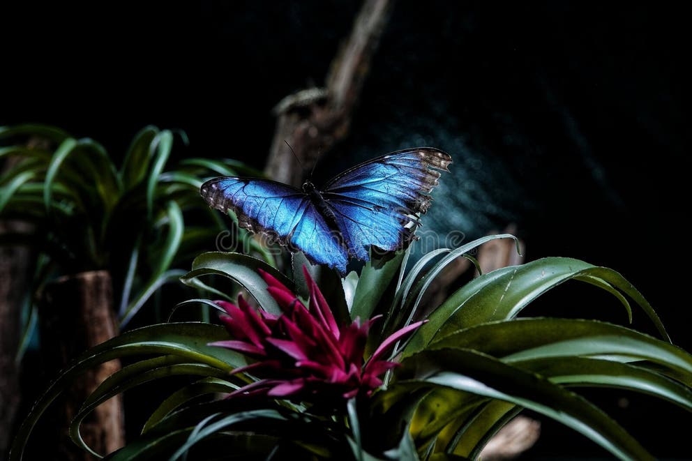 Common Morpho or the Emperor Butterfly at Antipa Museum in Bucharest Stock Photo - Image of ...
