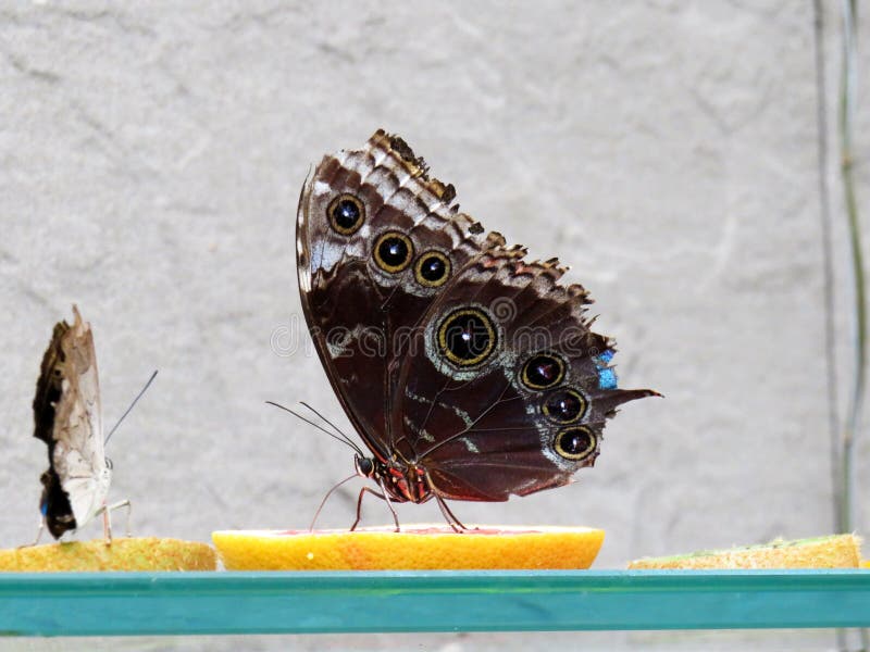 Common Morpho Butterfly on an Orange Stock Image - Image of ...