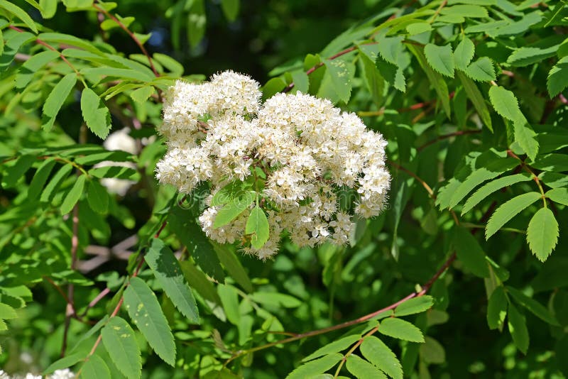 Common Mountain Ash Sorbus Aucuparia L. Stock Image - Image of herb ...