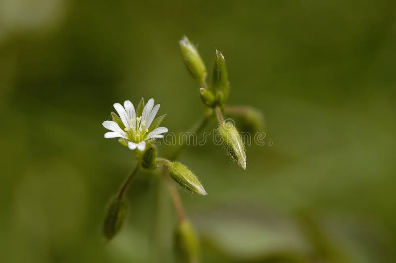 Common Mouse-ear stock photo. Image of common, buds, grassland - 78039572