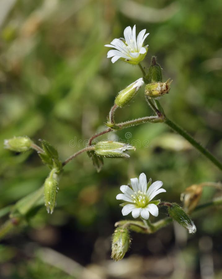 Common Mouse Ear Flowers or Chickweed. Stock Photo - Image of flowers ...