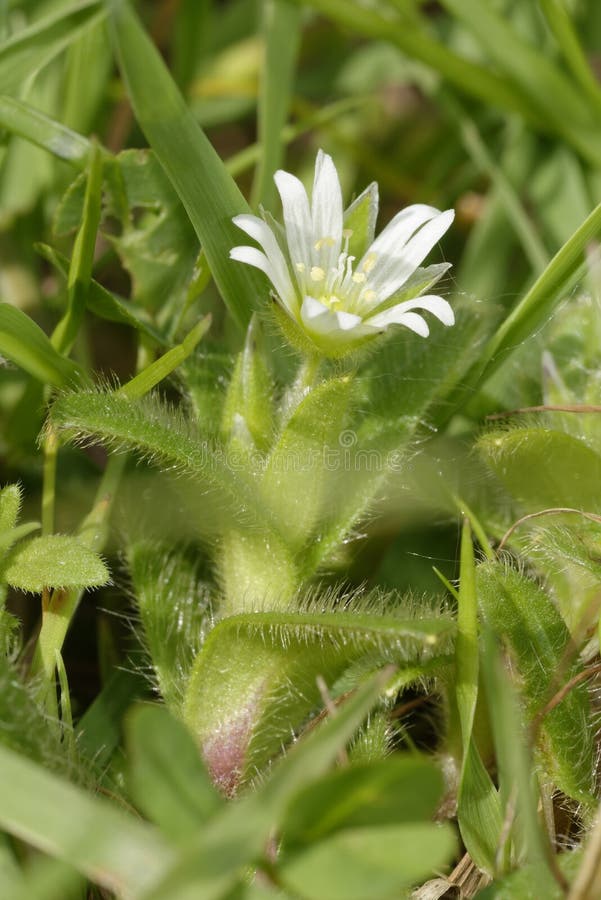 Common Mouse Ear Flowers or Chickweed. Stock Photo - Image of flowers ...
